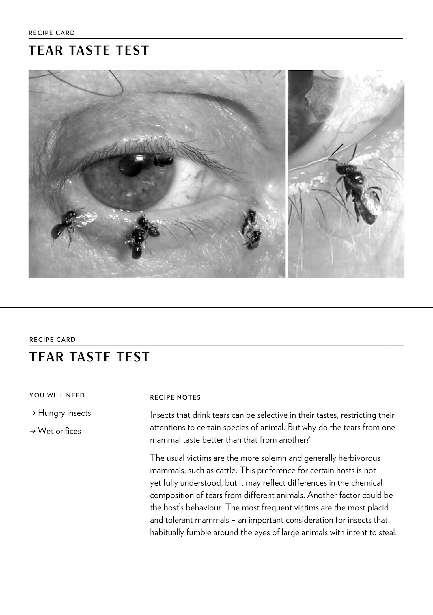 Do Insects Like The Way We Taste Design Indaba