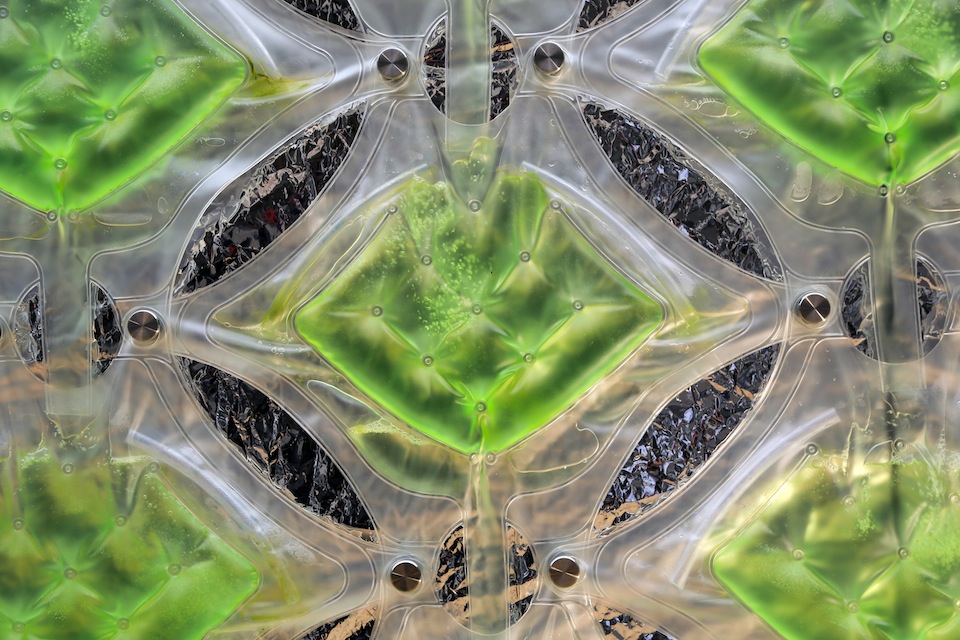 All about algae | Design Indaba