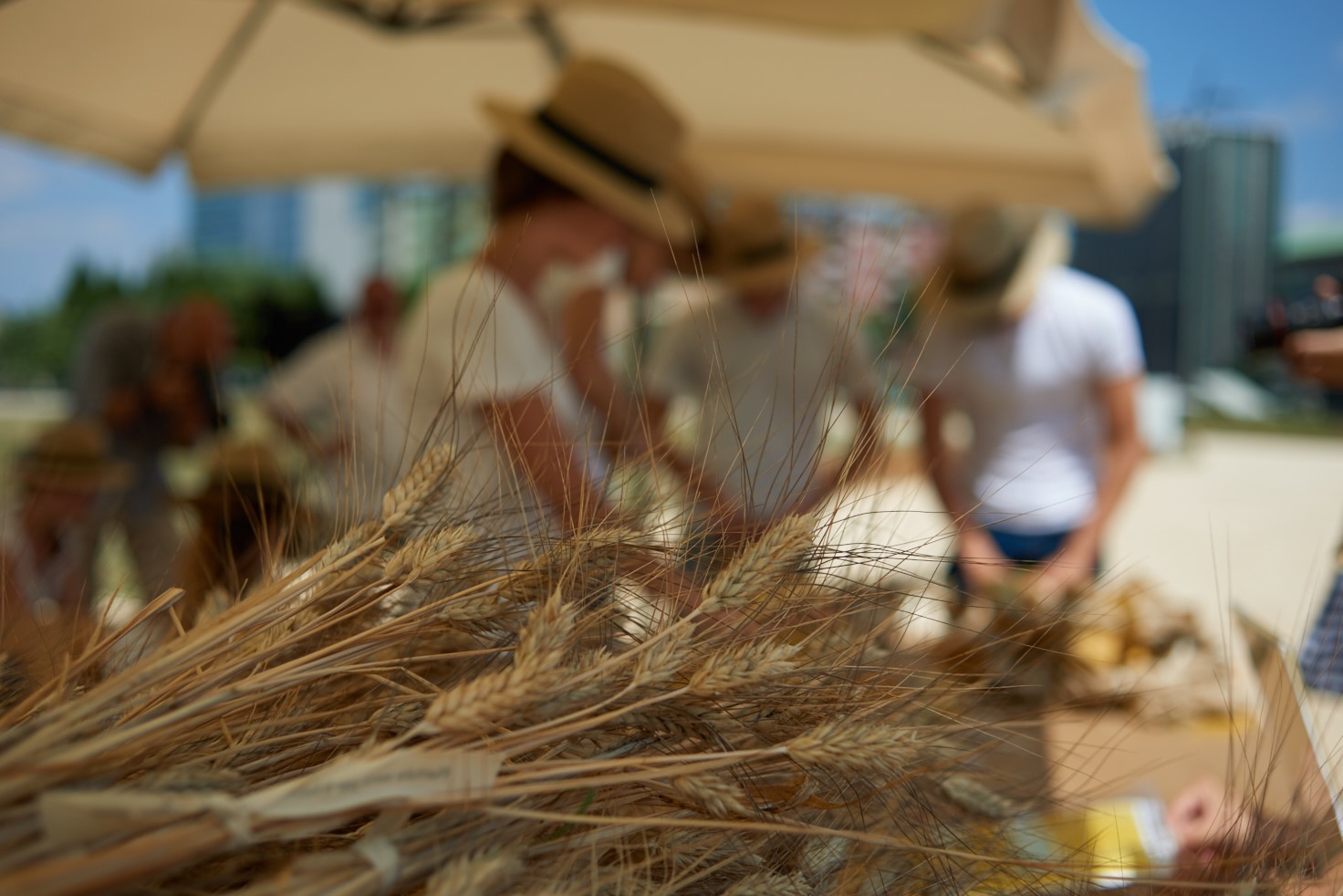 A field of wheat in the shadows of skyscrapers | Design Indaba
