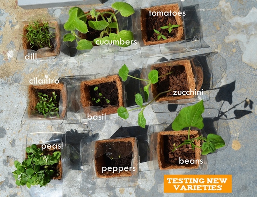 Takeout container turned mini-greenhouse makes growing food a snap ...