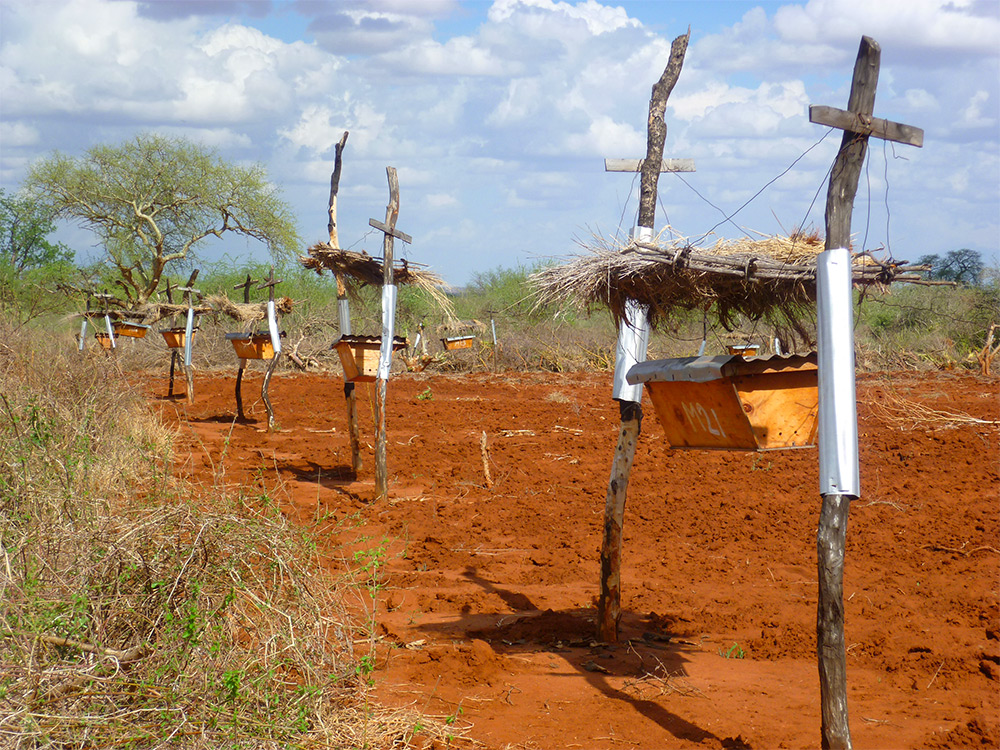 Farmers use bee fences to protect subsistence farms | Design Indaba