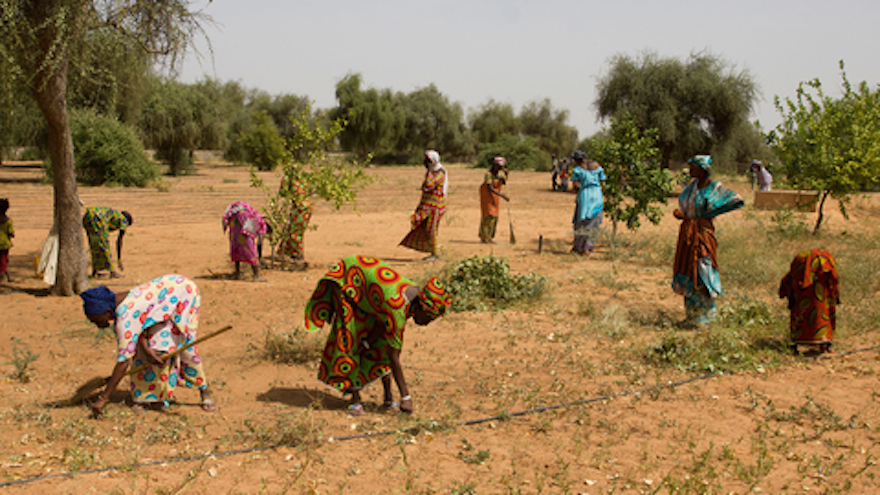 A garden that stretches across Africa | Design Indaba