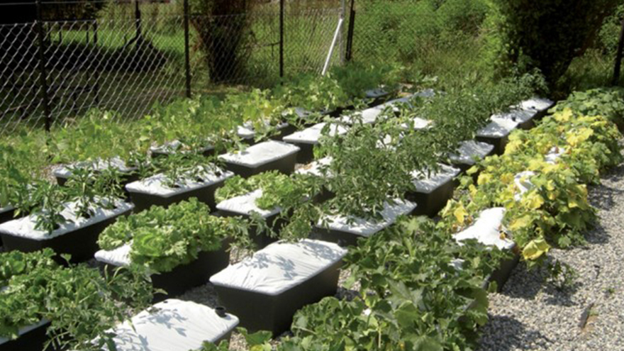 4 Innovative ways to locally grow food | Design Indaba