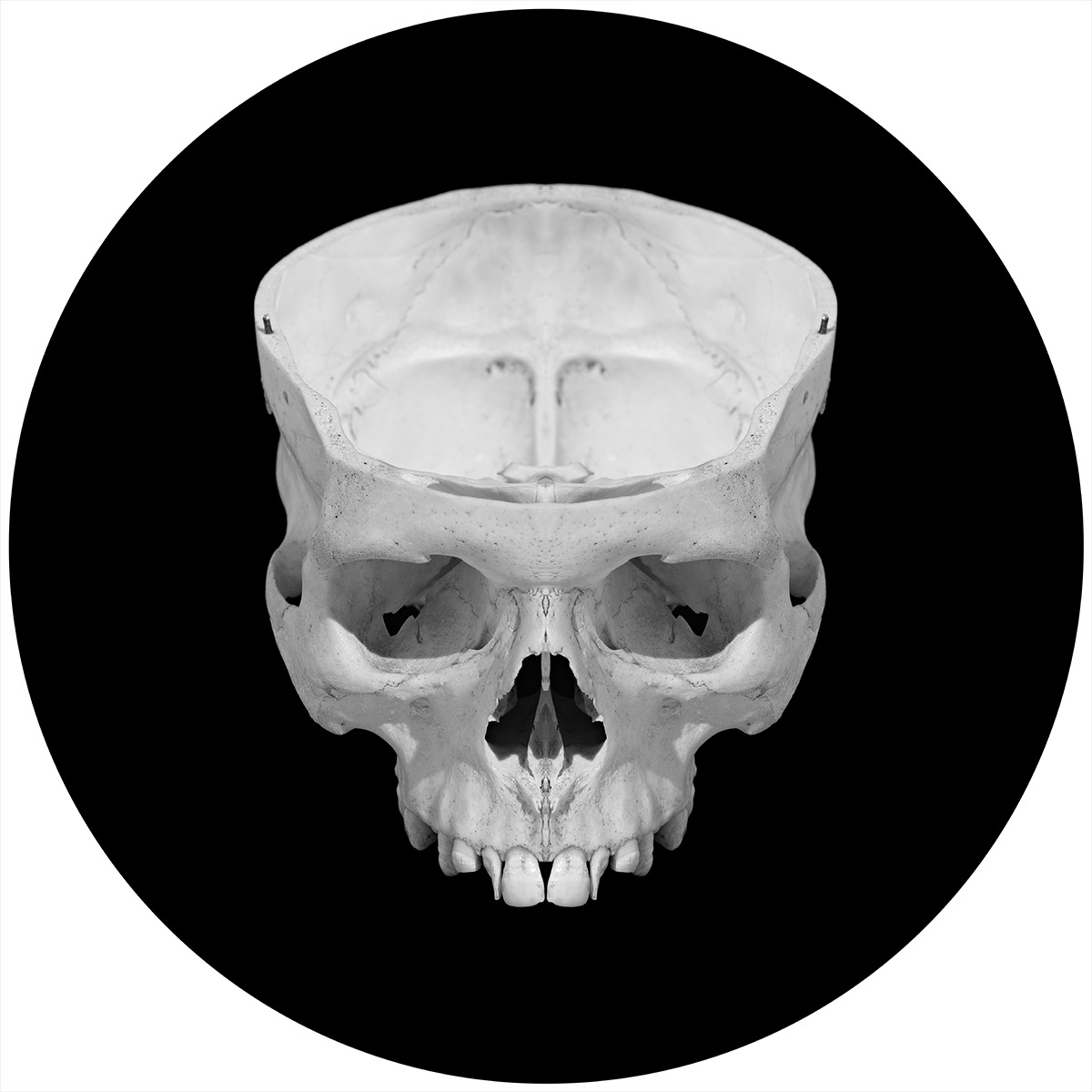 Are human skulls beautiful? David Orr uses mirrors to find their ...