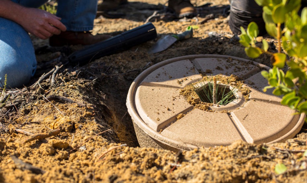 Planting trees in inhospitable environments | Design Indaba