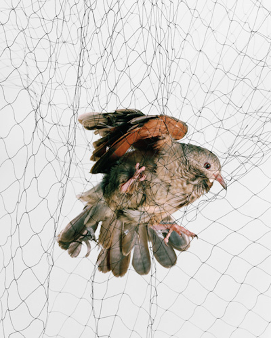 Photographer captures the vulnerability in nature as it intersects with ...