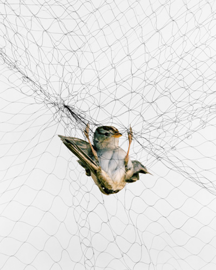Photographer captures the vulnerability in nature as it intersects with ...