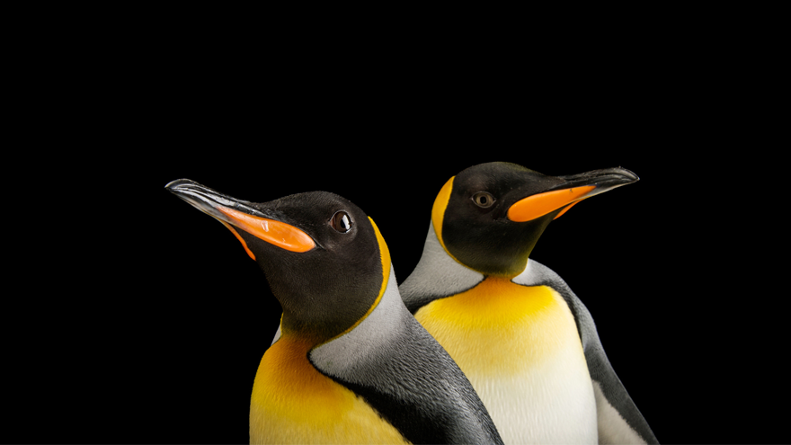 A photographer is building a photographic ark of animals before they go ...