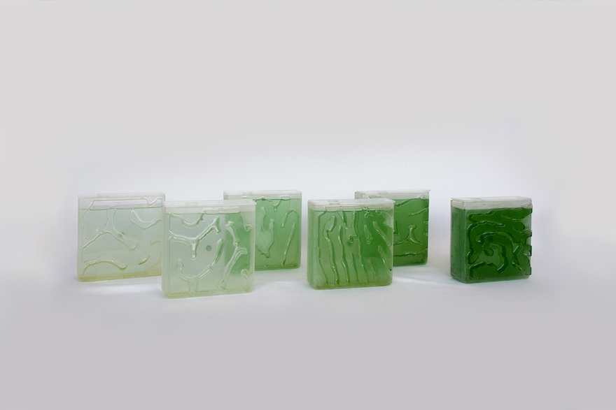 Grow edible algae in your home | Design Indaba
