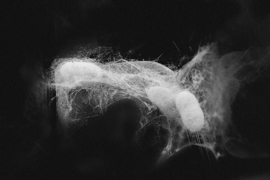 Neri Oxman’s Silk Pavilion II Turns Metamorphosis into Art | Design Indaba